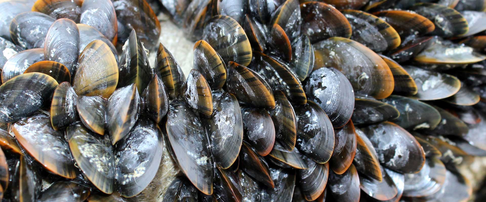 Muscheln | Dango & Dienenthal Filtertechnik